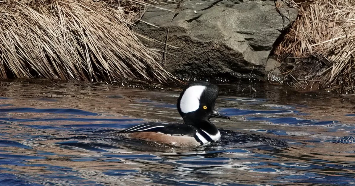 Birds along the Boroughs Loop Trail | Sudbury Valley Trustees