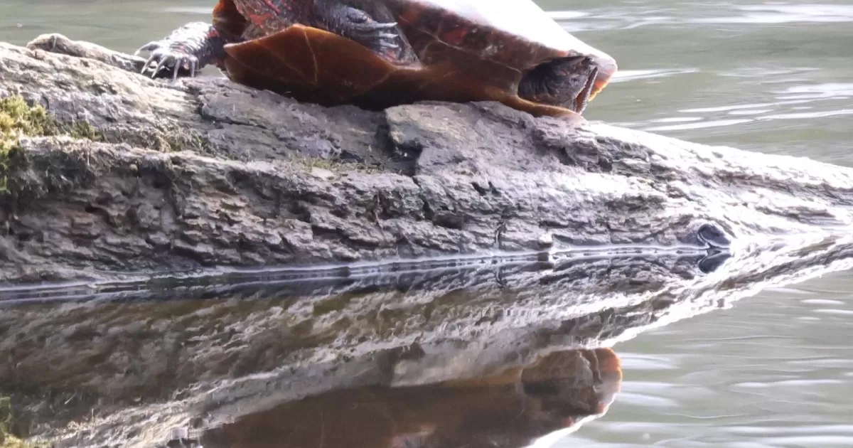 Painted Turtles in Sudbury | Sudbury Valley Trustees