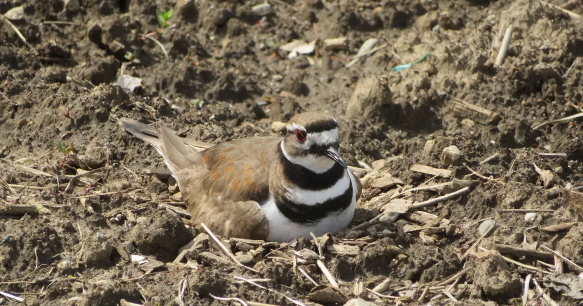Birds in Concord | Sudbury Valley Trustees