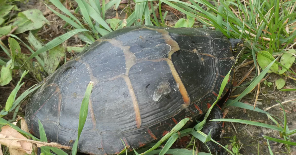 Painted Turtle in Wayland | Sudbury Valley Trustees