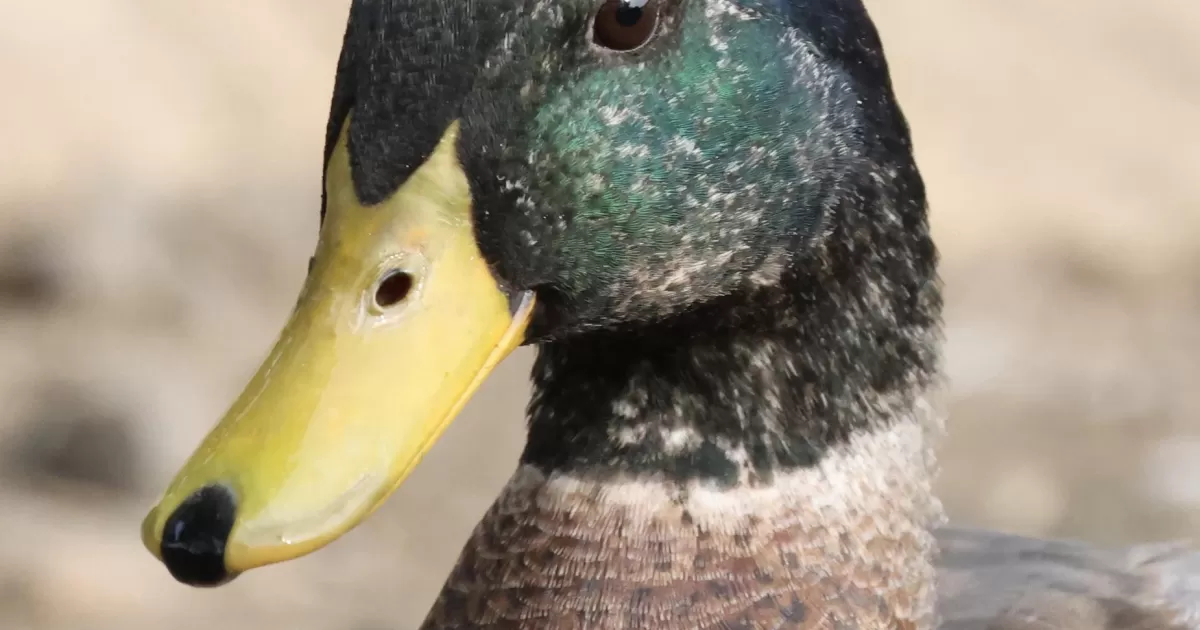 Mallards in Marlborough | Sudbury Valley Trustees