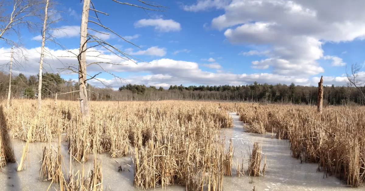 Upper Mill Brook Conservation Area | Sudbury Valley Trustees