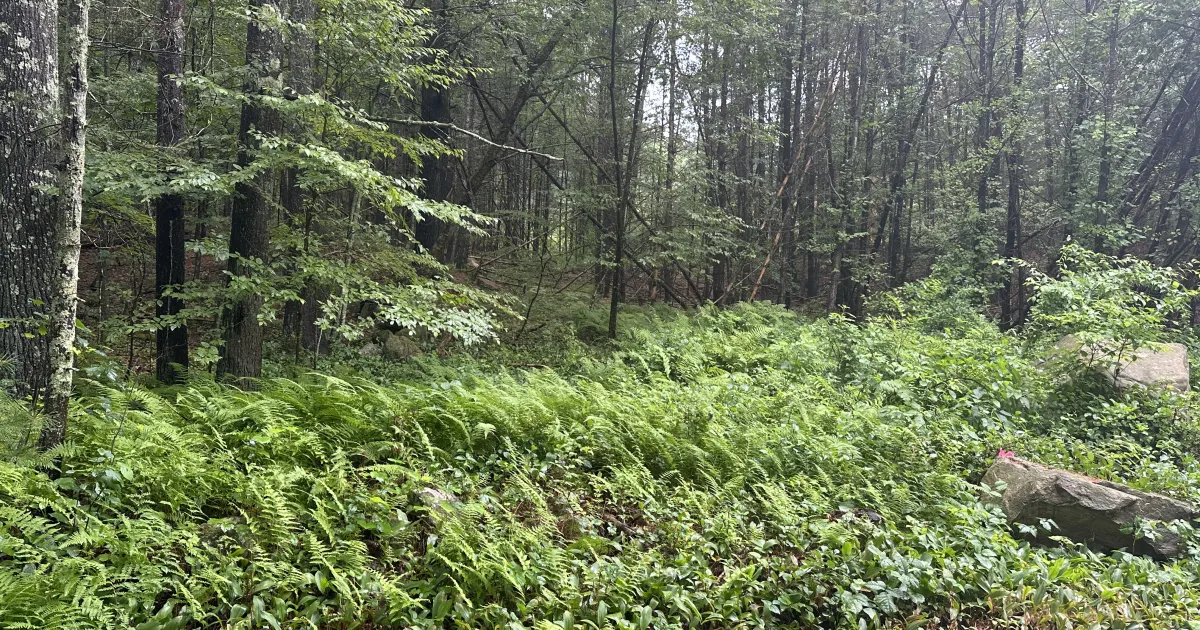 Forest Heights, Upton | Sudbury Valley Trustees